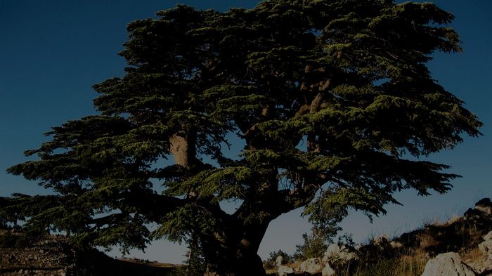 O Cedro do Líbano e a Palmeira | Mettzer