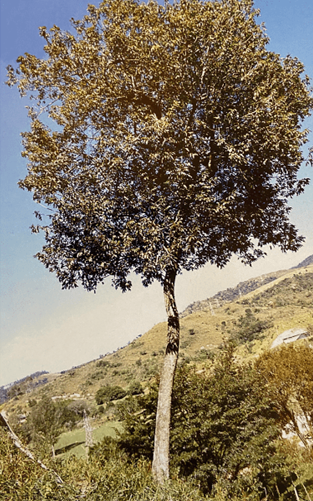 Ad de Biologia | Mettzer